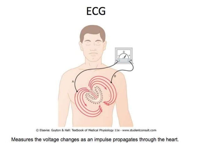Electrical Activity of the Heart | PPTX