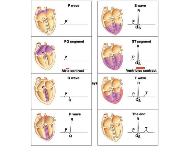 Electrical Activity of the Heart | PPTX
