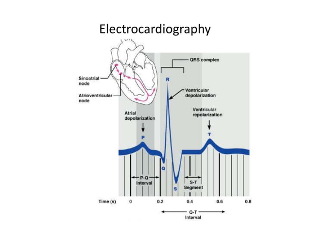Electrical Activity of the Heart | PPTX