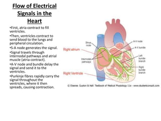 Electrical Activity of the Heart | PPTX