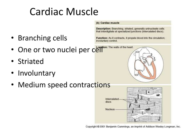 Electrical Activity of the Heart | PPTX