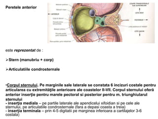 198334303 mediastin | PPT