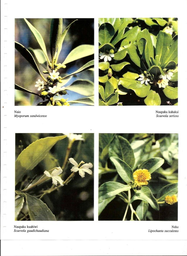 How To Plant A Native Hawaiian Garden | PDF