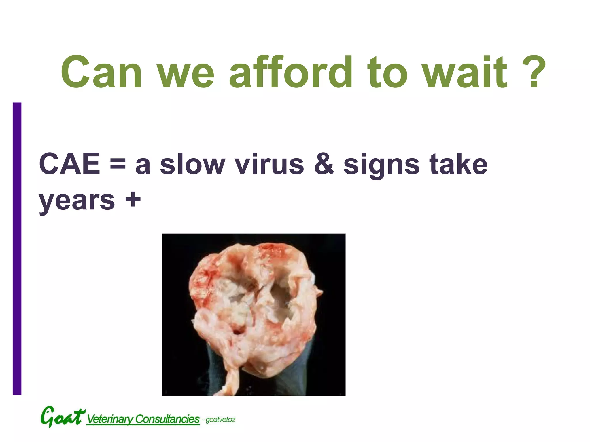 CAE and Johne's disease in goats | PDF