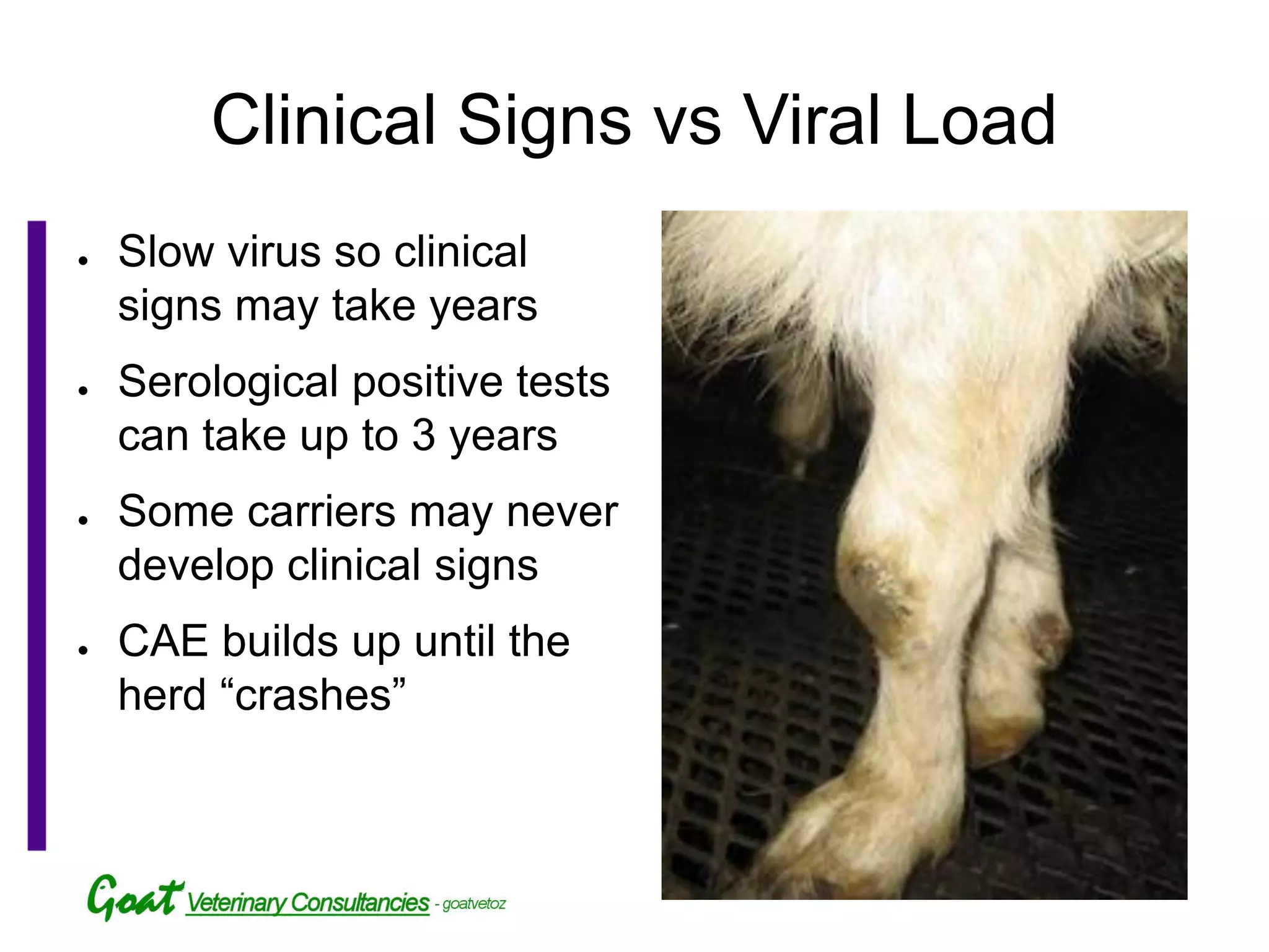 CAE and Johne's disease in goats | PDF