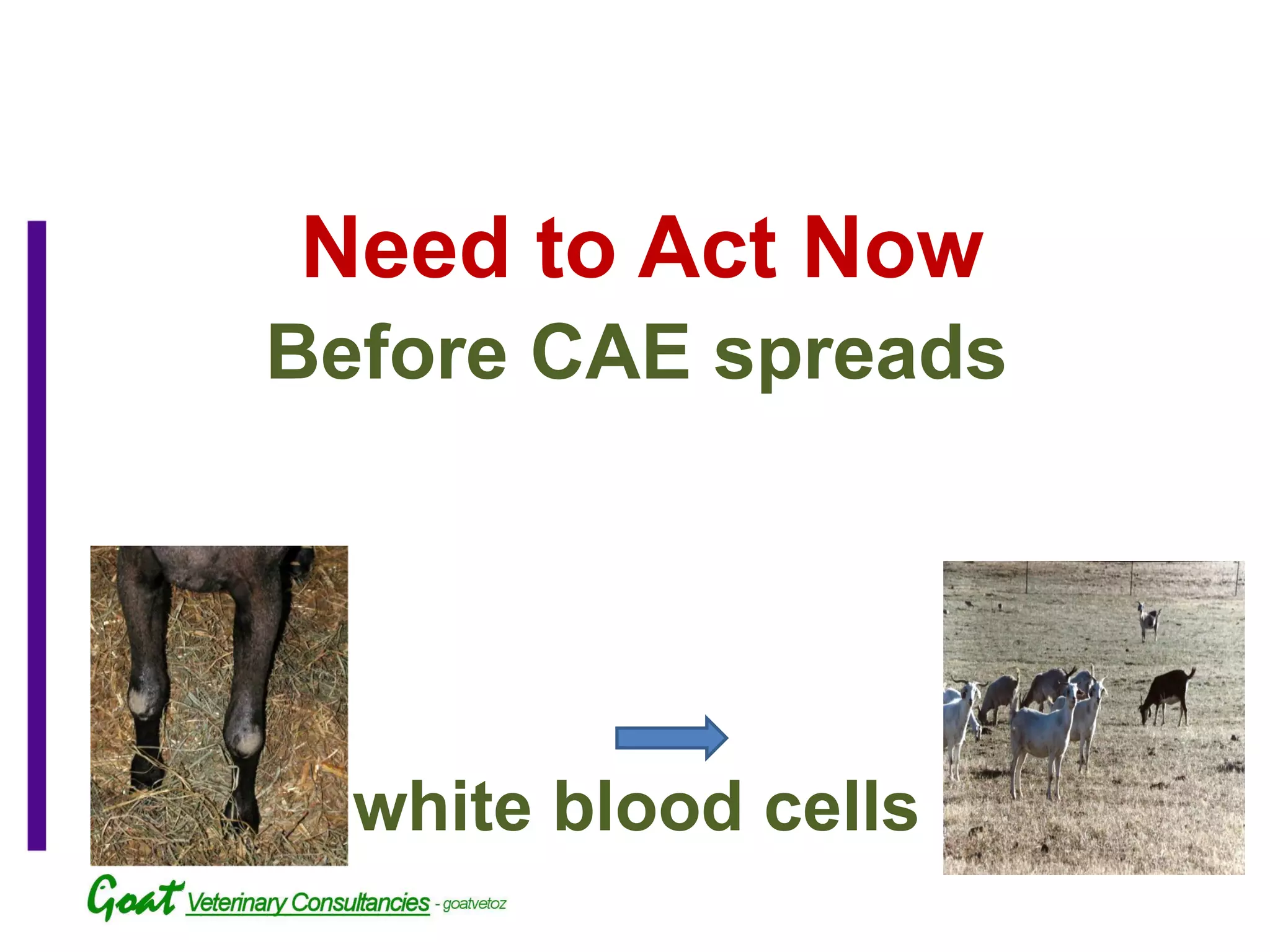 CAE and Johne's disease in goats | PDF