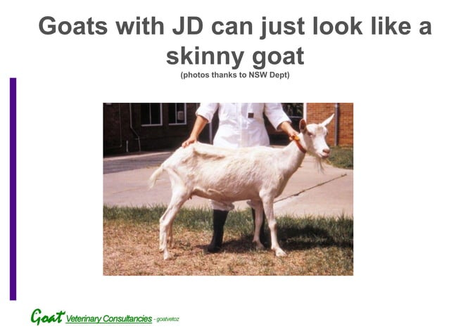 CAE and Johne's disease in goats | PDF | Infectious Diseases | Diseases ...