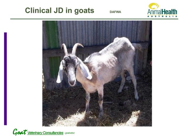 CAE and Johne's disease in goats | PDF | Infectious Diseases | Diseases and Conditions