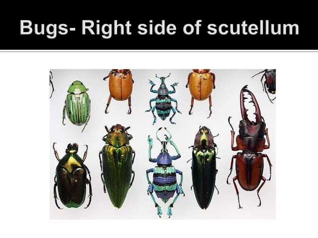 INSECT PRESERVATION POWERPOINT | PPTX | Skin Care | Beauty