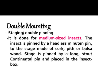 INSECT PRESERVATION POWERPOINT | PPTX