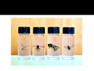 INSECT PRESERVATION POWERPOINT | PPTX