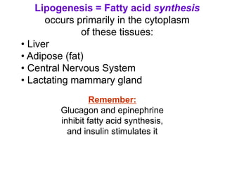 19 a lipogensis | PPT