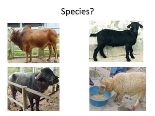 cvasu 19 as mahabub cattle breeds | PPTX