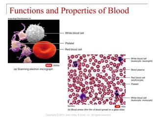 19 [chapter 19 the cardiovascular system the blood] | PPT