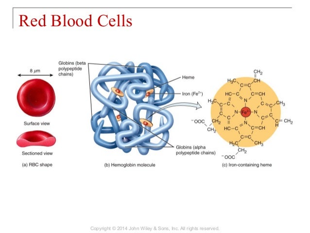 19 [chapter 19 the cardiovascular system the blood]