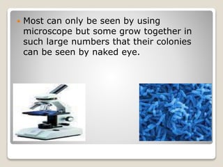 19 chapter 4microorganisms introduction | PPT