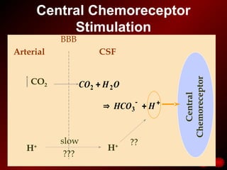 19 dec.ppt control of respiration physiology | PPT