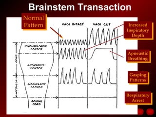 19 dec.ppt control of respiration physiology | PPT