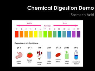 Digestive System | PPT