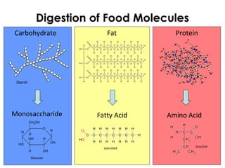 Digestive System | PPT