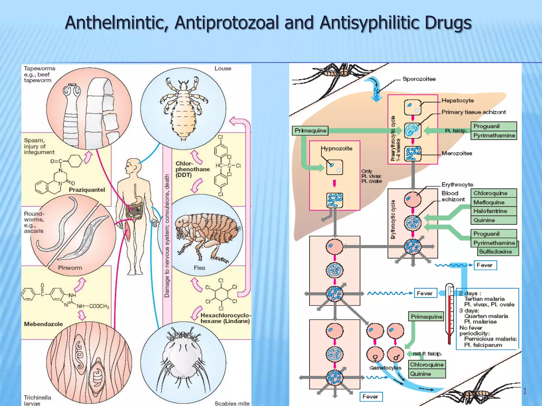 Pharmacology of Antihelmintic and Antisyphilitic Drugs | PPT