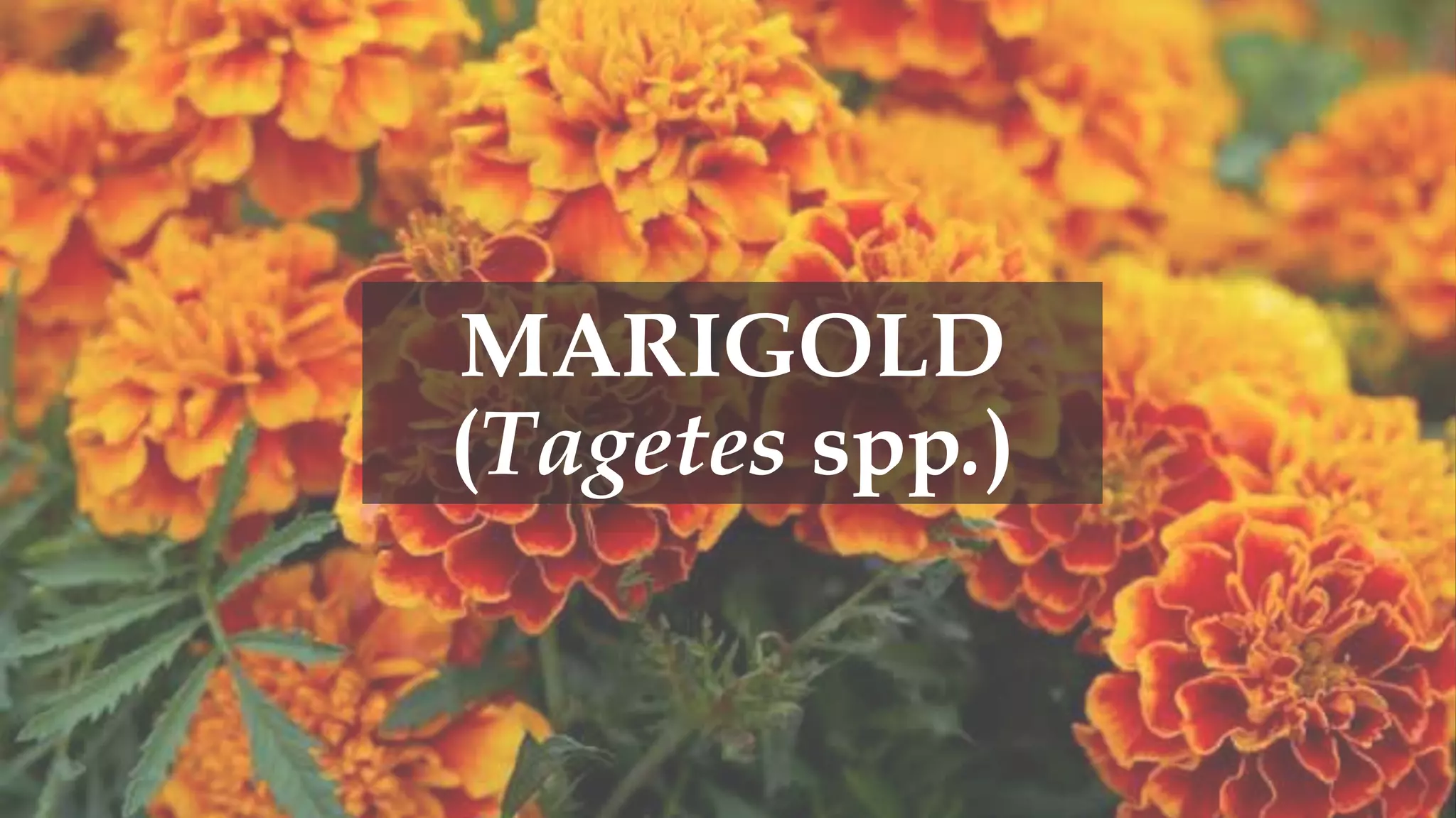 Marigold (Tagetes spp.) by Fainur Rahman | PPTX