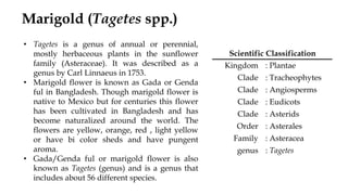 Marigold (Tagetes spp.) by Fainur Rahman | PPTX