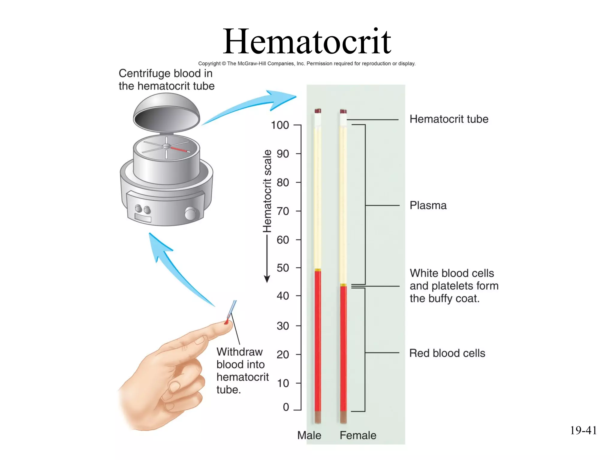 mcgraw hill chapter 19 blood power point | PPT
