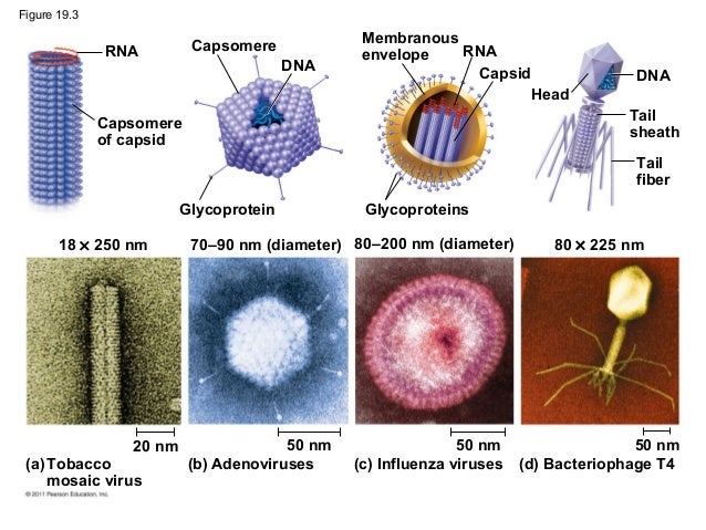 19 lecture viruses
