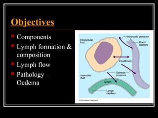 LYMPHATIC SYSTEM | PPT | Blood Disorders | Diseases and Conditions
