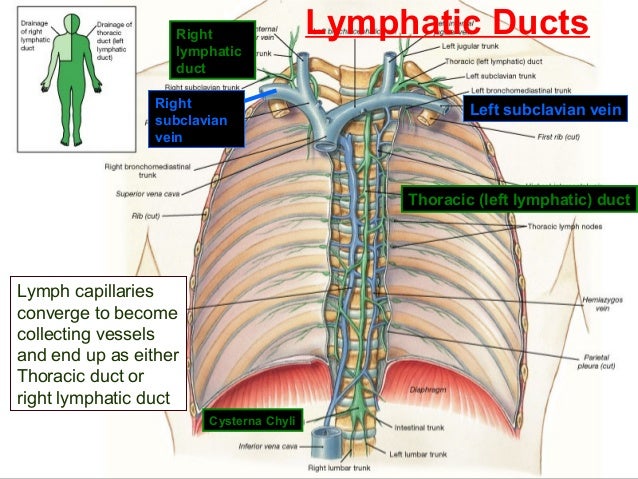 Pal Models Lymphatic System