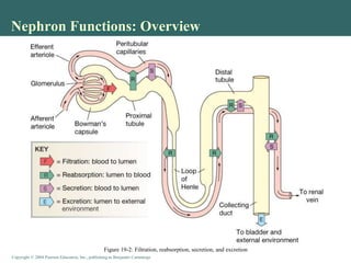 Renal physiology for medical students, urology and nephrology residents ...
