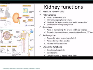 Renal physiology for medical students, urology and nephrology residents ...