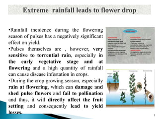 Remedial Measures of Flowers Drop in Pulses as a Result of Ultimate ...