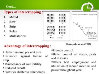 Why Pulses Are More Suitable in Intercropping System ? | PPTX