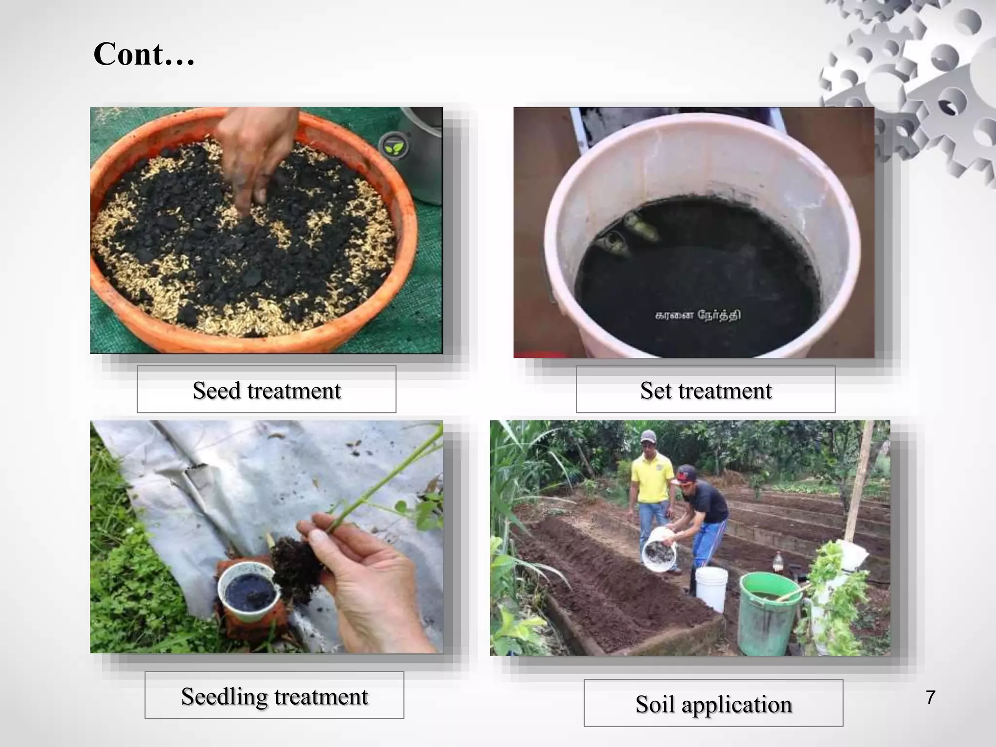 Bio-fertilizer inoculation procedure for major pulses & Advantages and ...