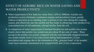 Aerobic Rice and Its Implication | PPTX
