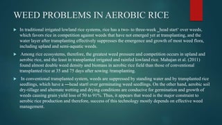Aerobic Rice and Its Implication | PPTX