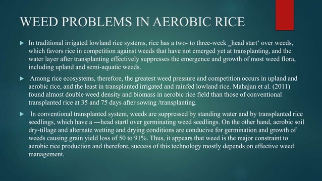 Aerobic Rice and Its Implication | PPTX