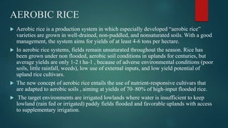Aerobic Rice and Its Implication | PPTX