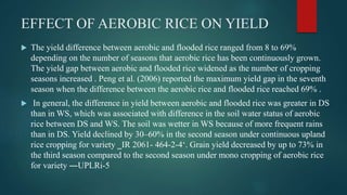 Aerobic Rice and Its Implication | PPTX