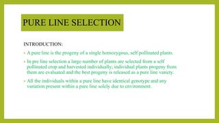 Pure Line Theory and Pure line Selection | PPTX