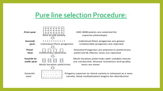 Pure Line Theory and Pure line Selection | PPTX