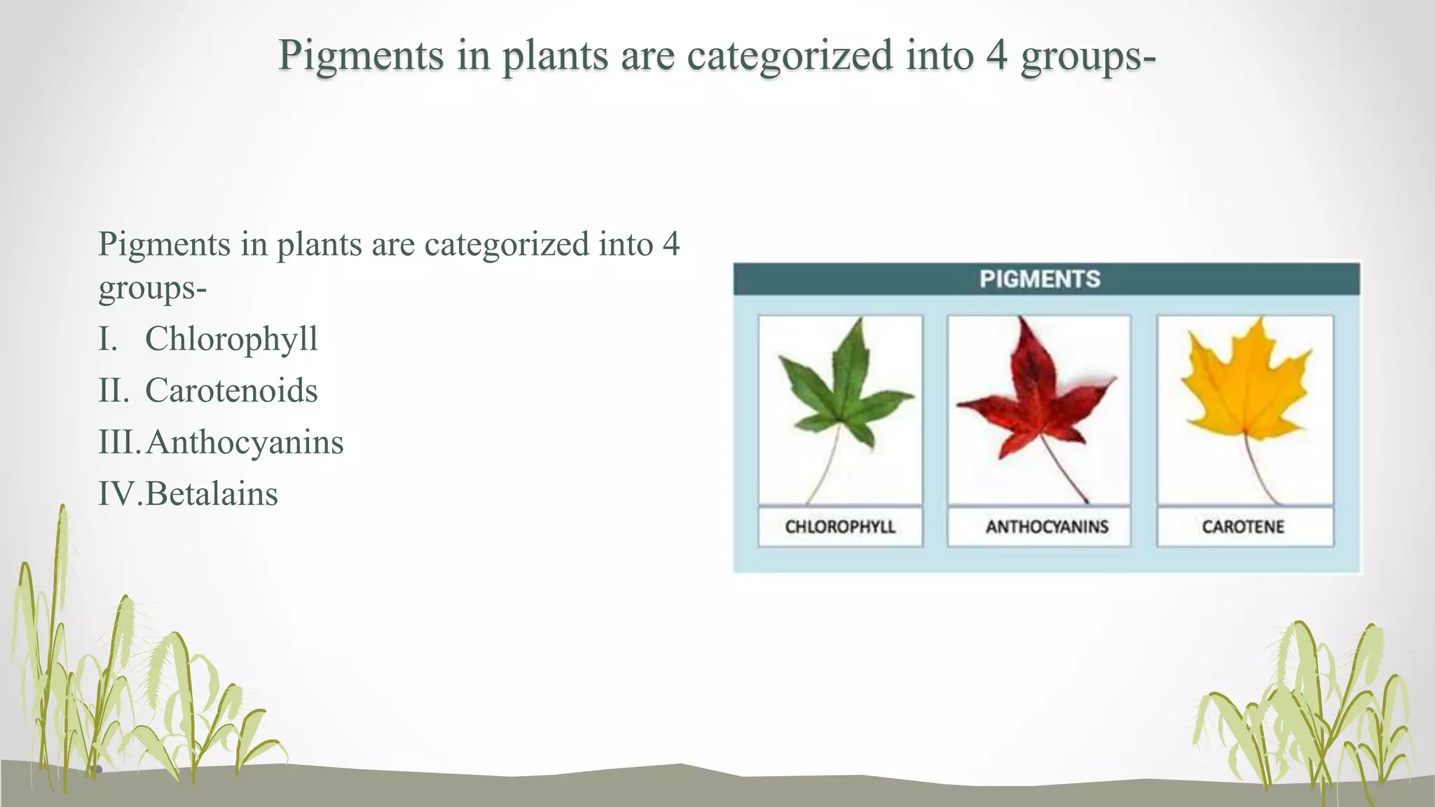 Plant pigments | PPTX