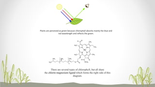 Plant pigments | PPTX