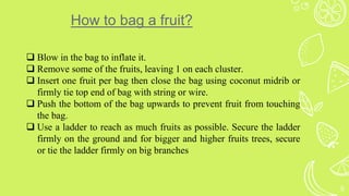 Pre-Harvest fruit bagging for quality improvement | PPTX