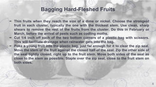 Pre-Harvest fruit bagging for quality improvement | PPTX