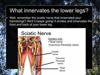 19 Neurology Lower Limb.pdf | Death, Injury, or Military Conflict ...
