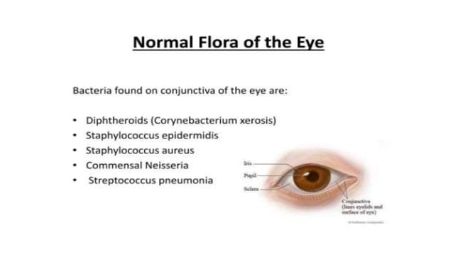DPT - Normal flora of body | PPTX