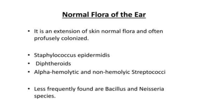 DPT - Normal flora of body | PPTX